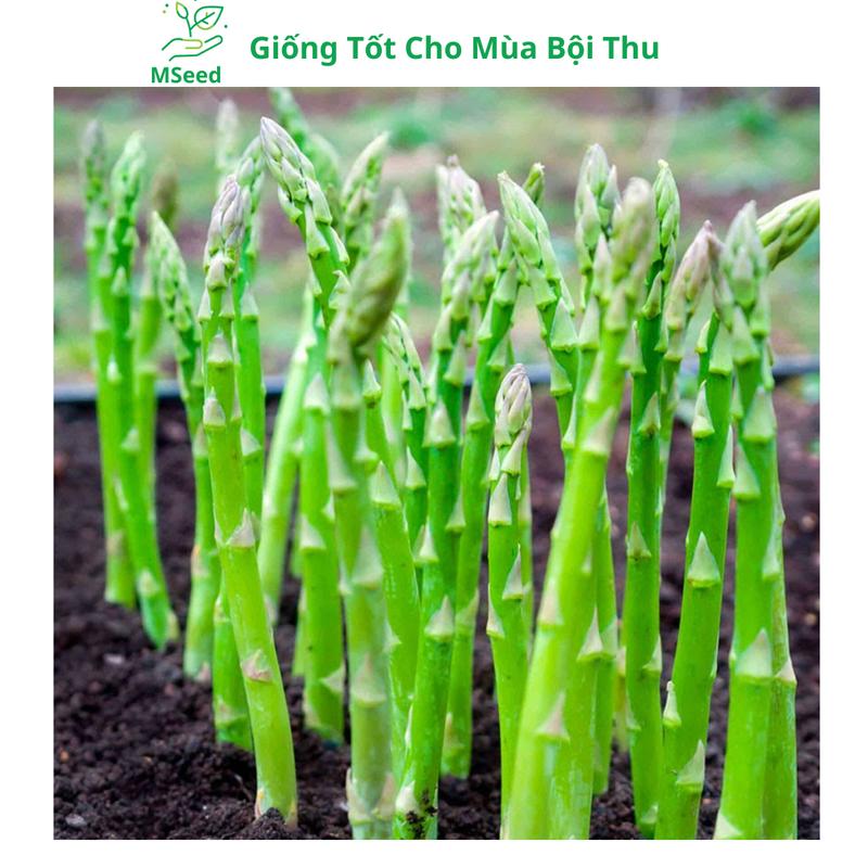 Hạt giống măng tây xanh f1 dễ trồng thu hoạch quanh năm - Mseed - TikTok Shop Vietnam