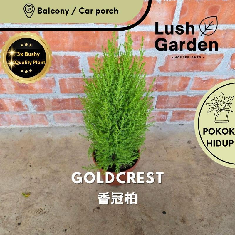 [Bushy] Goldcrest / Lemon Cypress Christmas Tree Halau Nyamu - TikTok ...