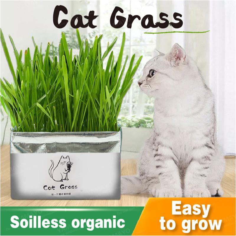 Casual Natural Cat Grass Plant Kit DIY Cat Grass||Soilless Fast ...