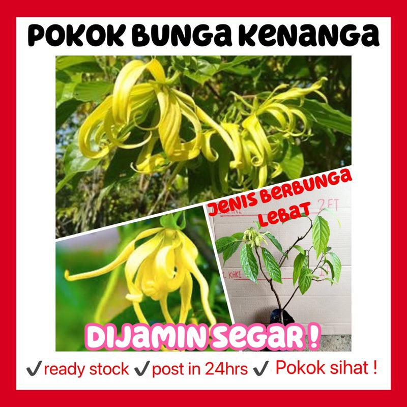 rina • pokok bunga kenanga • ylang-ylang cananga odorata tre - TikTok ...
