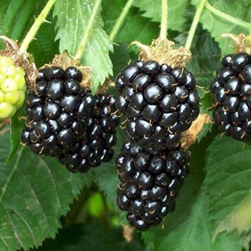 Benih Beri Hitam, Ceri, 200Pcs, Berbuah Sedap, Buah Berair, Tumbuhan ...