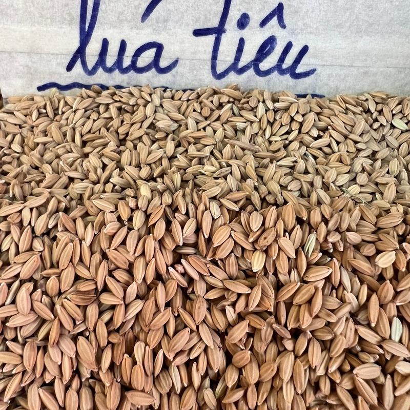 [ 1kg ] Lúa Hạt Tiêu- Cho Chim Cu Gáy-Gà-Vịt - TikTok Shop Vietnam