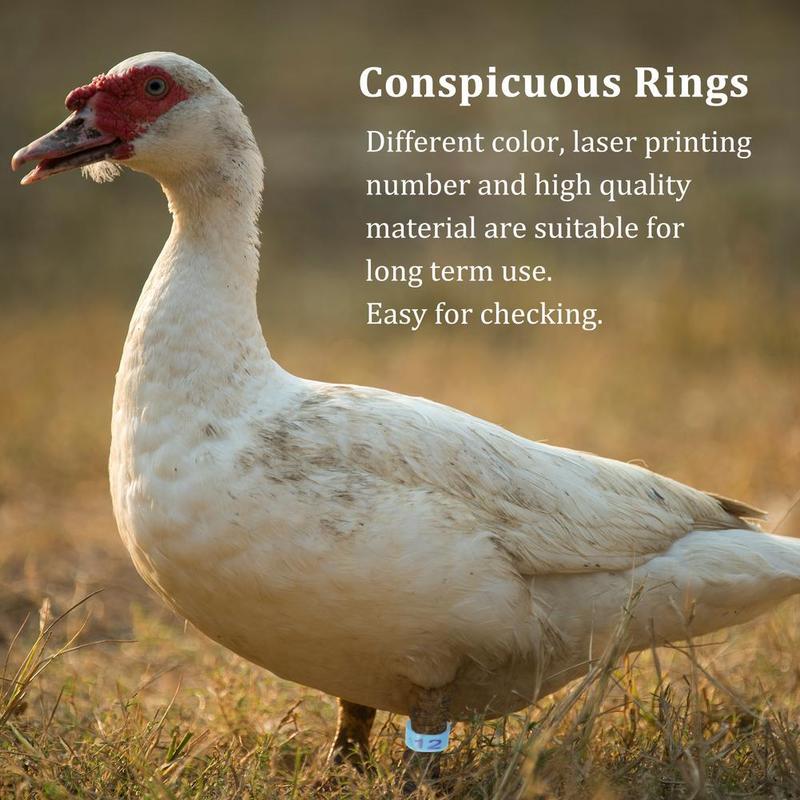 Chicken Leg Rings Duck Chicken Clasp Poultry Commercial Distinguish ...