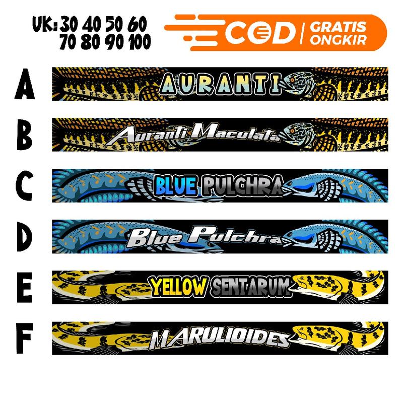 STIKER CHANNA CHANA AQUARIUM AKUARIUM PREDATOR FISH IWAK GALAK - Shop ...