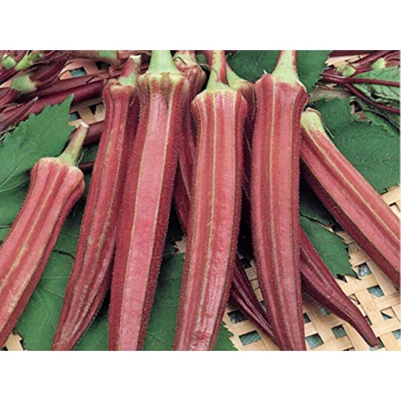 Okra Red Ruby seeds okra red - TikTok Shop Philippines