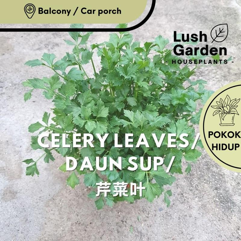 [Bushy] Celery Leaves / Pokok Daun Sup 150mm Pot Herb Edible - TikTok ...
