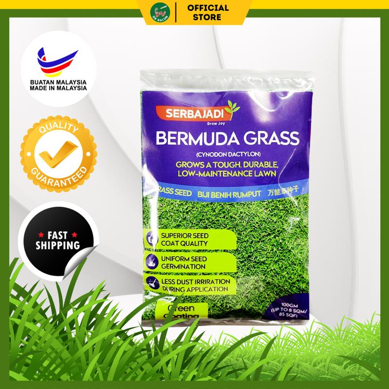 Benih Rumput Golf Bermuda Grass 100g Unggul Hijau Rumput Karpet ...