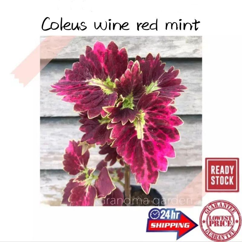 (GG real plant) coleus wine red mint ^ ati-ati Pokok hidup hiasan ...
