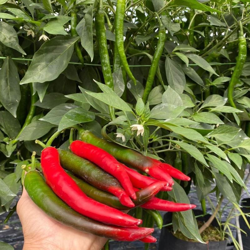 Baja Sayur Sayuran For Vegetables - TikTok Shop Malaysia