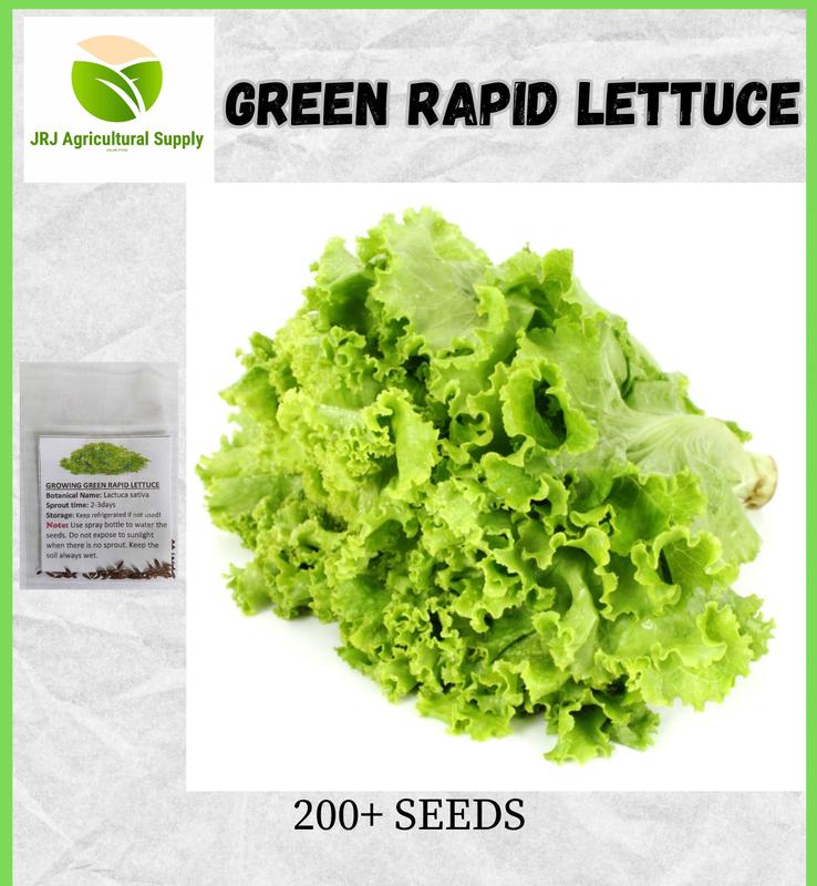 GREEN RAPID LETTUCE SEEDS ( 200 seeds ) - 1pack - TikTok Shop Philippines