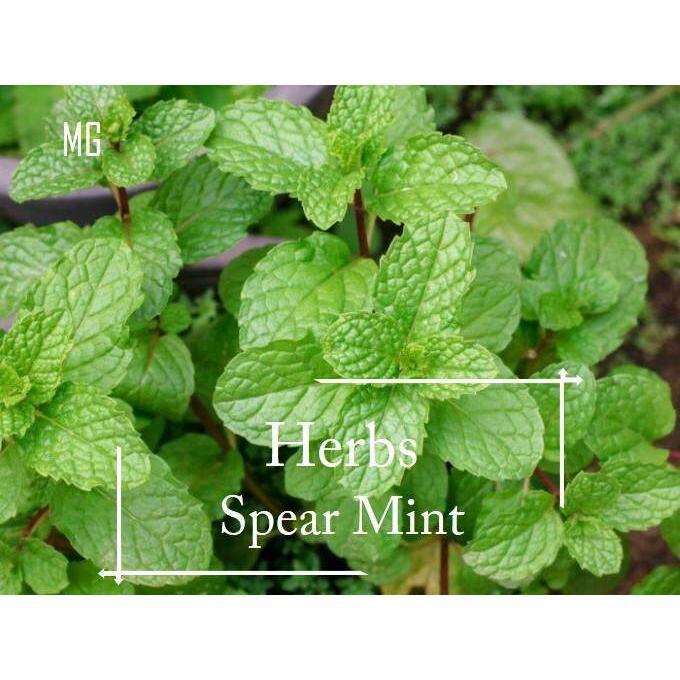 [Bushy] Pudina Mint 150mm Pot Herb Edible Live Plant [Lush Garden ...