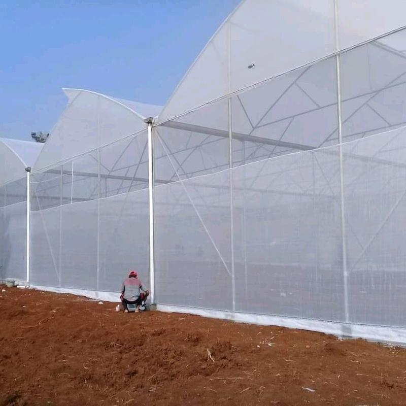 (COD) Plastik uv 200 micron 4x7 meter tanpa sambungan tidak bolong ...