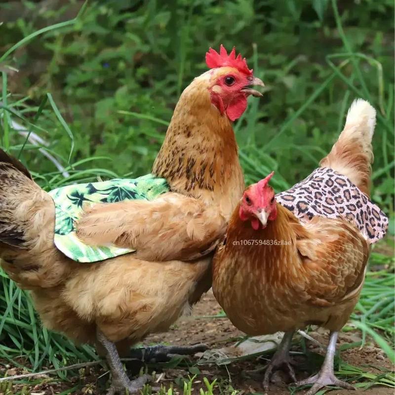 Waterproof funny pet products hen feather protective cover - TikTok ...