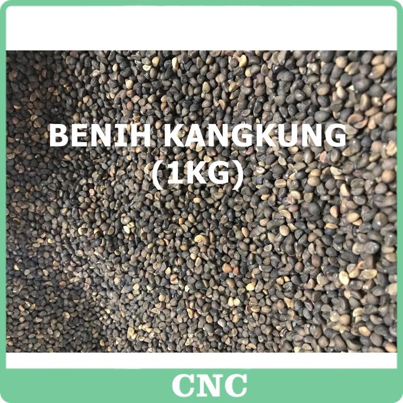 1KG Benih Kangkung Water Spinach Seeds Biji Kangkong - TikTok Shop Malaysia