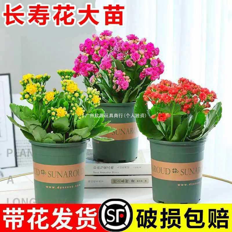 Bunga Kalanchoe Kalanchoe, Pasu Besar, Tumbuhan Sukulen, Rek - TikTok ...