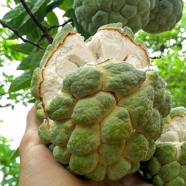 Atis Seeds sugar apple seeds fo planting(10 seeds) - TikTok Shop ...