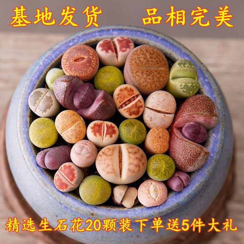 Tumbuhan Sukulen Bunga Lithops Pp, Penghantaran Campuran Afrika ...