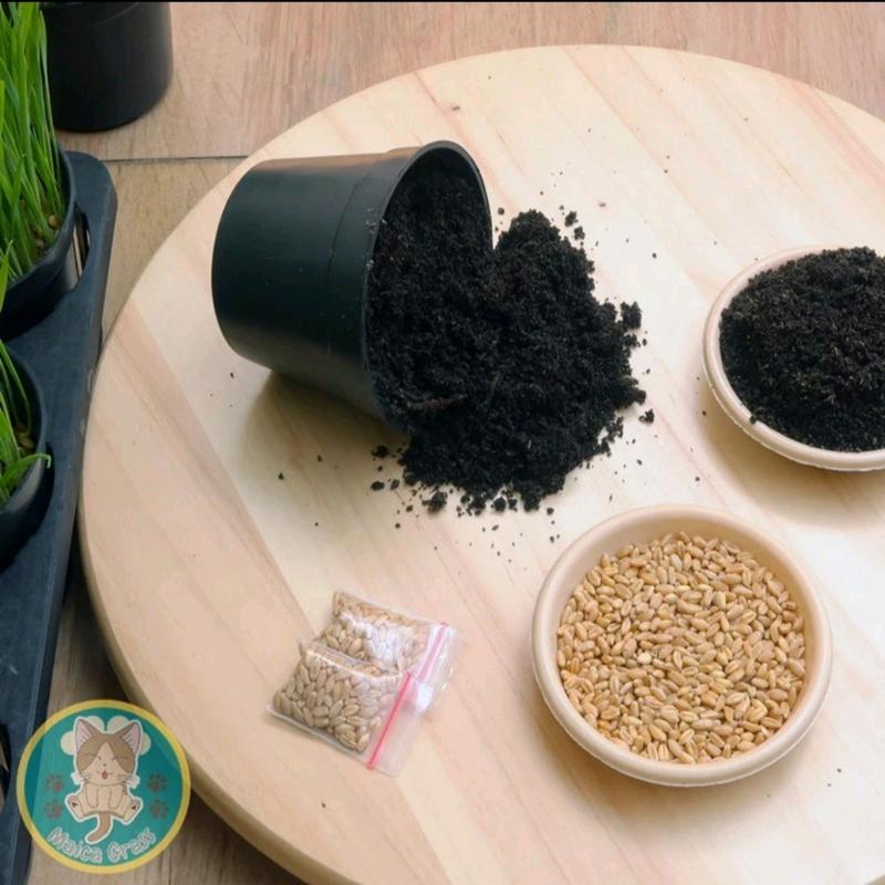 DIY Rumput kucing/Rumput gandum - paket lengkap benih siap tanam - Shop ...