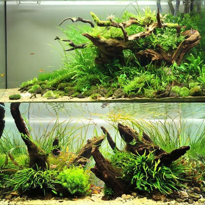 DIY Aquarium Decoration Natural Branch Driftwood Wood Branches - TikTok ...
