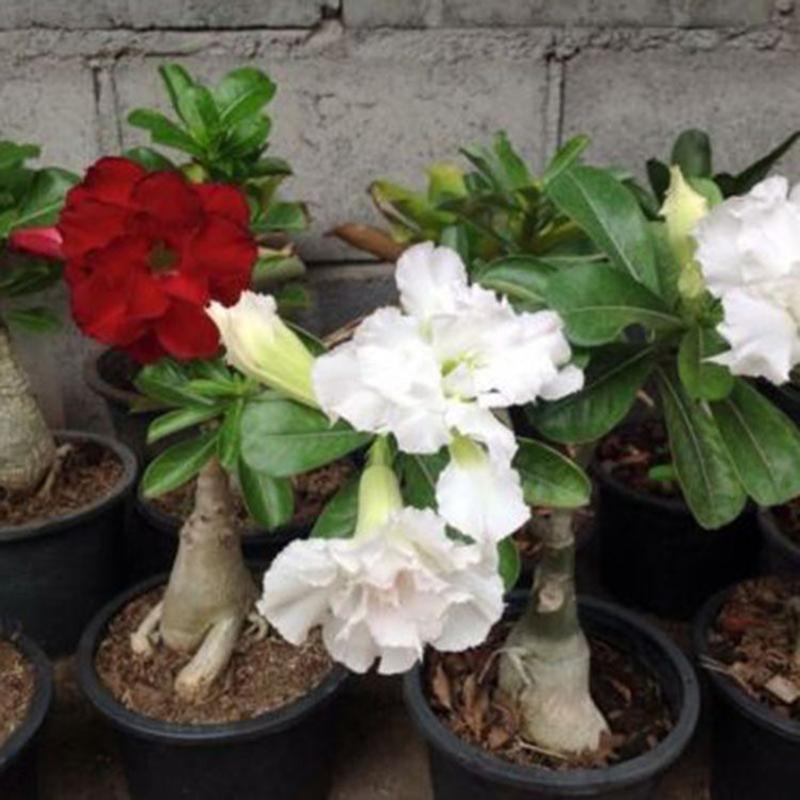 Benih Bunga Mawar Gurun Adenium Campuran, Lefeali, 120Pcs, Tumbuhan ...