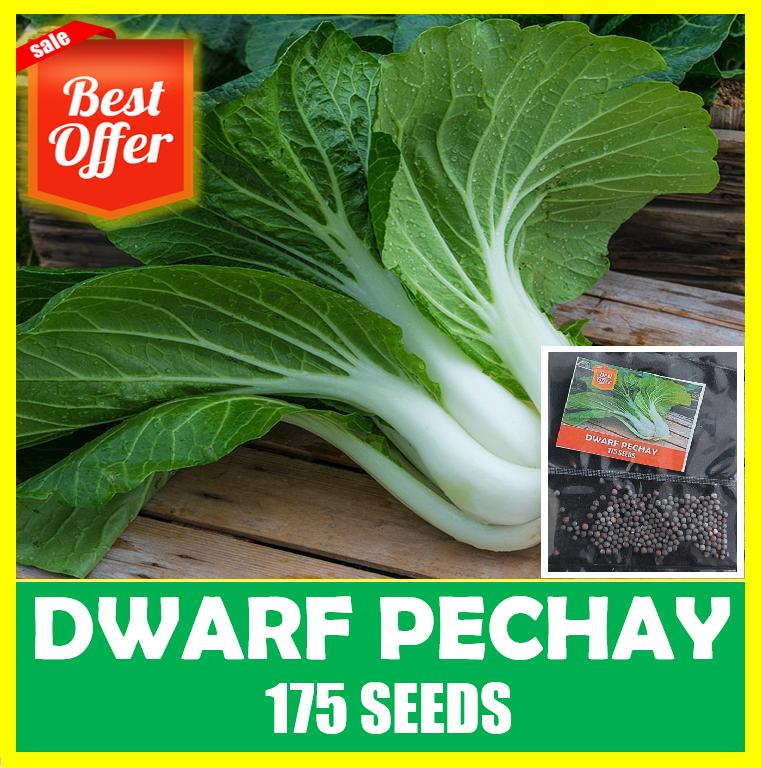 175 Dwarf Pechay Seeds Sulit Pack for Home Gardens - TikTok Shop ...