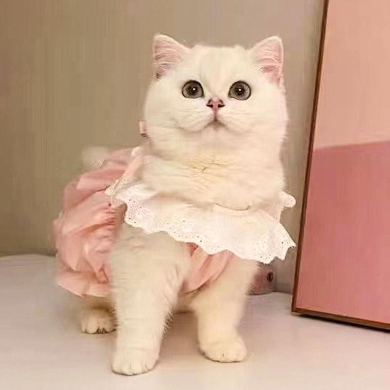 Pakaian Puteri Kucing, Comel, Warna Pepejal, Nipis dan Bernafas ...