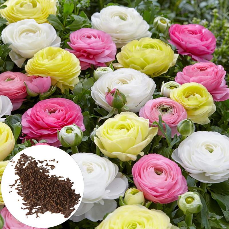 Biji Bunga Ranunculus, Whzrhku, 100 Keping, Mudah Ditanam, Biji ...