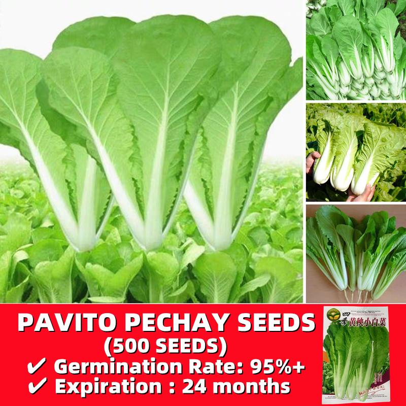 Organic Pavito Pechay Seeds Easy To Grow in Philippines - 50 - TikTok ...