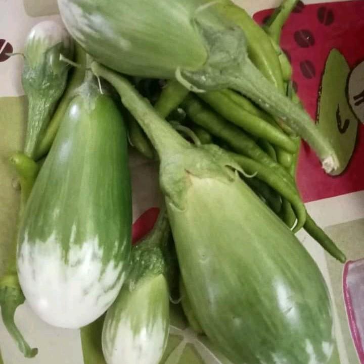 native talong na puti seess for planting (60 seeds) - TikTok Shop ...