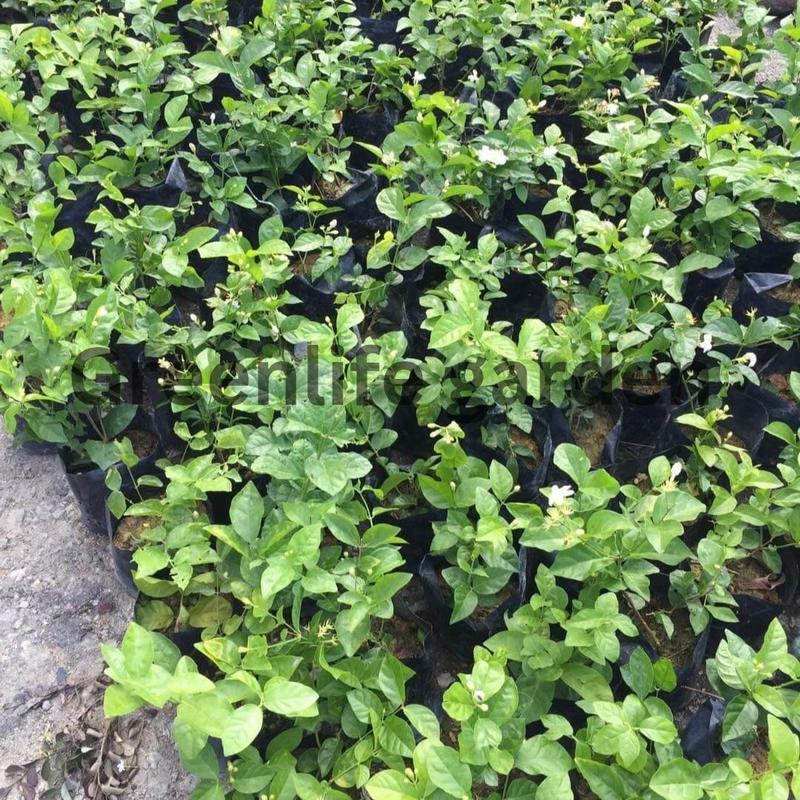 Artificial Jasmine / Malligai with poly bag and soil pokok outdoor ...