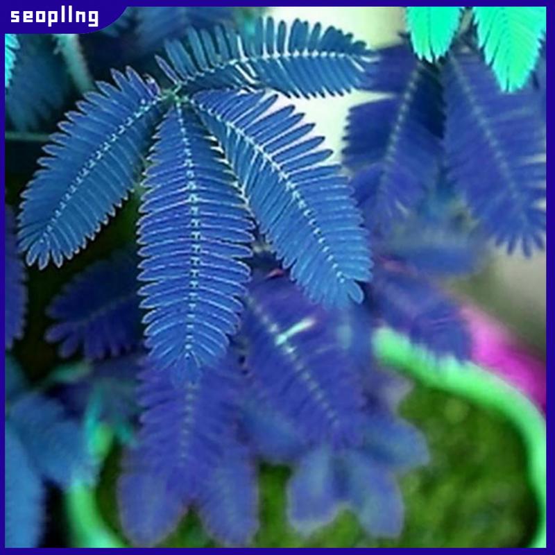 [seopllng]- 100Pcs Various Color Mimosa Pudica Seeds Garden Bonsai ...