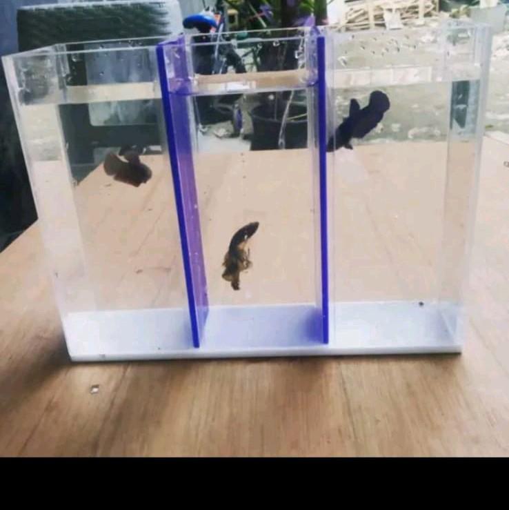 Soliter Ikan Cupang Akrilik Bahan Tebal 2mm - 20cm x 6cm x 12cm - Shop ...