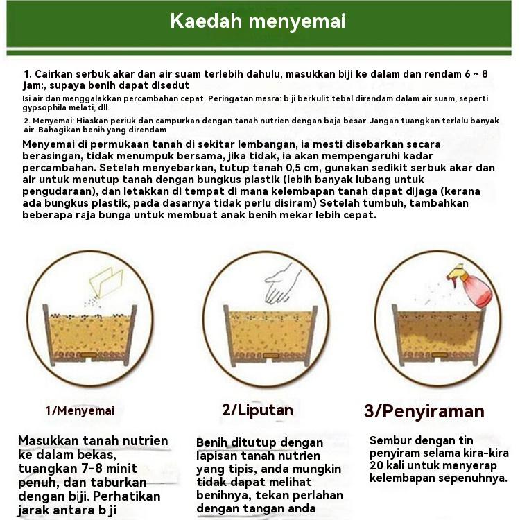 Benih Bunga Rama-Rama Rama-rama Pukal Empat Musim Mekar Mudah Tumbuh ...