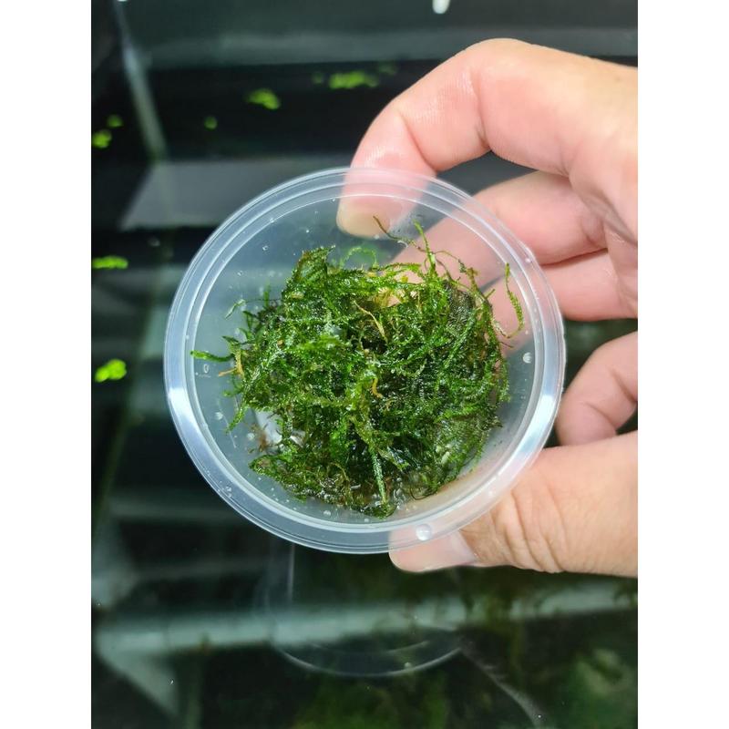 Java Moss Vesicularia Dubyana ( Aquarium /Aquascape / Paludarium ...