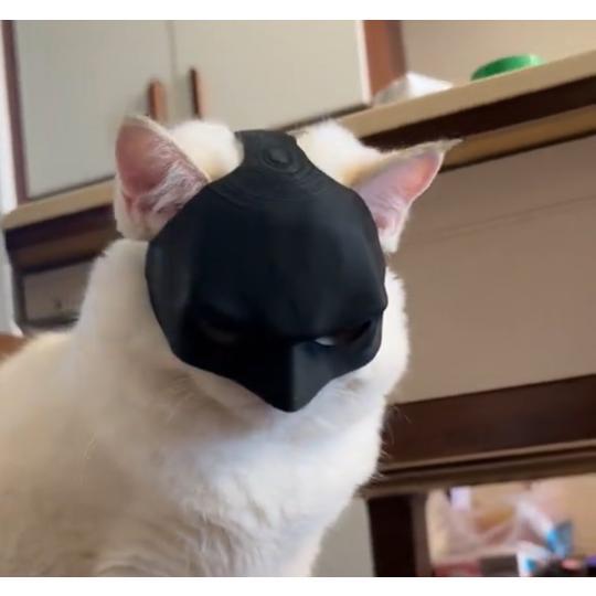 Topeng Avenger Kucing Kelawar, Topeng Kucing, Bekalan Haiwan Peliharaan ...
