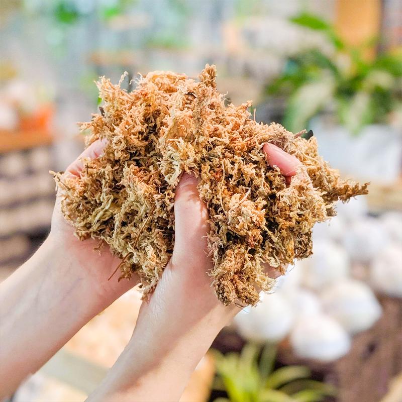 Sphagnum Moss Putih Anggrek - 100gr - Shop | Tokopedia