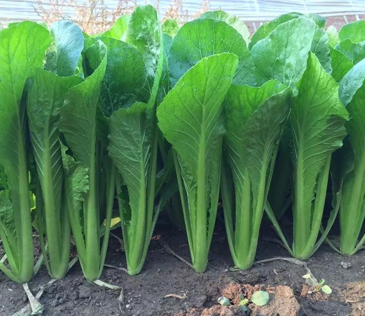 Chinese Ching Chiang Bok Choy Pechay Vegetable Seeds ( 1500 seeds ...