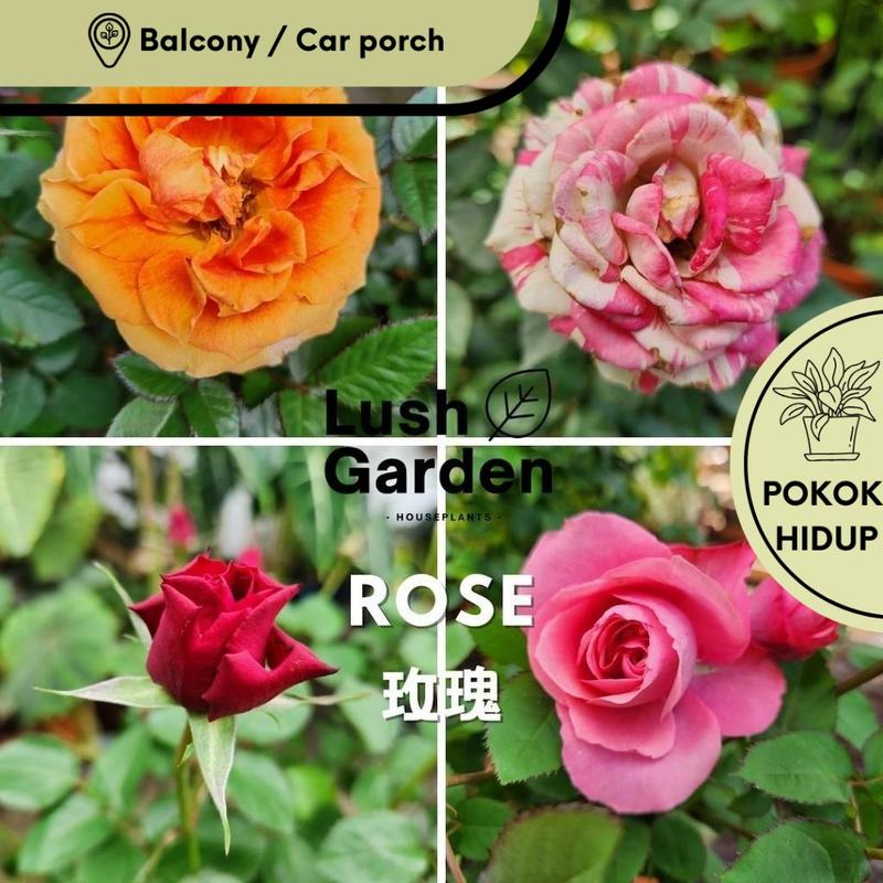 Rose Plant / Pokok Ros (Random) 140mm Pot Live Plant Pokok Hiasan ...