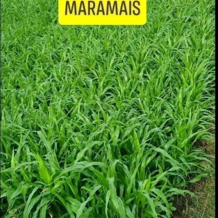 Maramais 1kg ( Forage seeds for Cow, sheep, goats, carabao and - TikTok ...