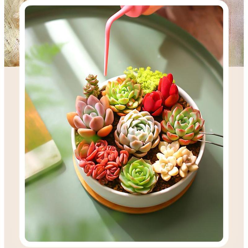 (sd178-10seeds)30 kinds succulent plants seeds to choose fro - TikTok ...