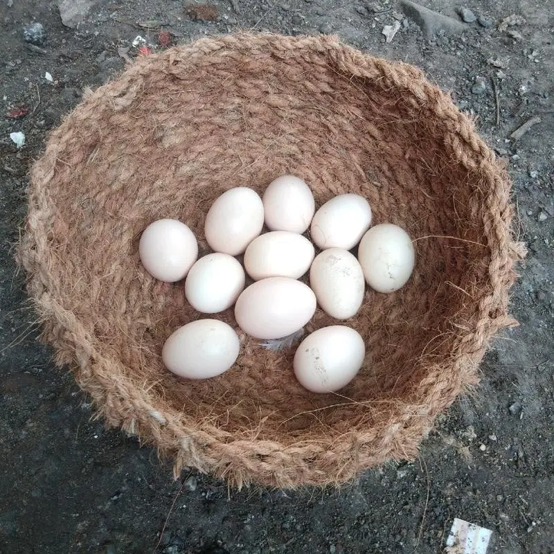 TARANGAN SARANG SUSUH SERAT KELAPA UKURAN BESAR TEMPAT BERTELUR - Shop ...