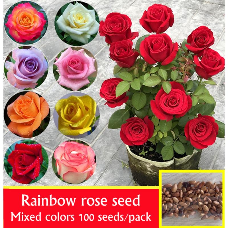 100 Seeds/pack Rainbow Rose Seed for Sale Assorted Flower Seeds ...