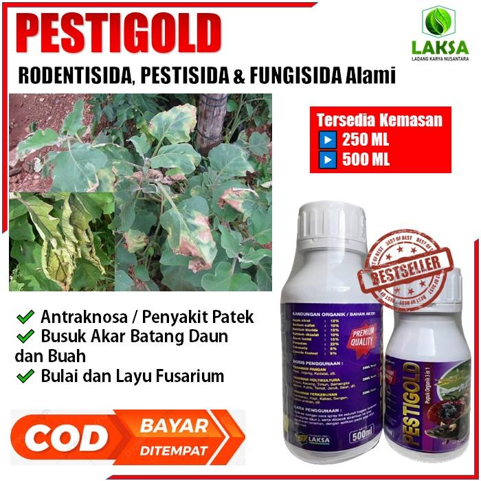 Pupuk Organik Atasi penyakit Layu Daun Terong, cabe, jagung, timun ...