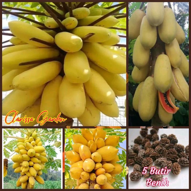 5 BUTIR BENIH TANAMAN PEPAYA GOLDEN/PEPAYA GADING Kuning - Shop | Tokopedia