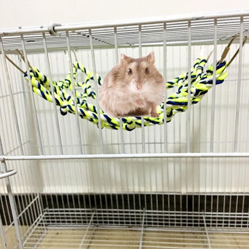 Pet crawling parrot hamster squirrel toy nylon rope - TikTok Shop Singapore