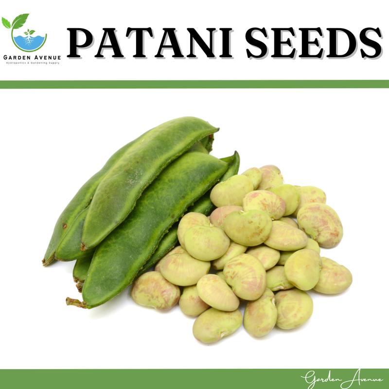 HYBRID PATANI/LIMA BEAN SEEDS HIGH YIELD/EAST TO GROW - TikTok Shop ...