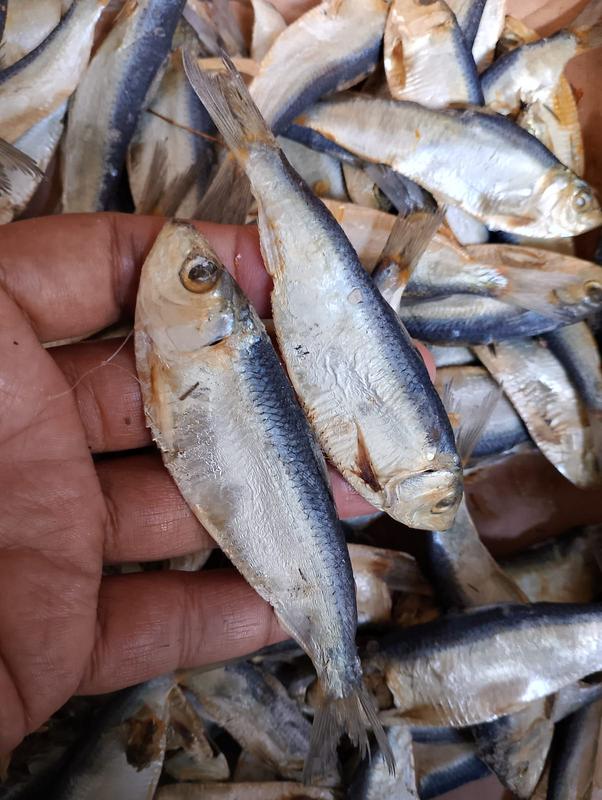 Ikan asin tamban / tembang / juwi / tanjan - Shop | Tokopedia