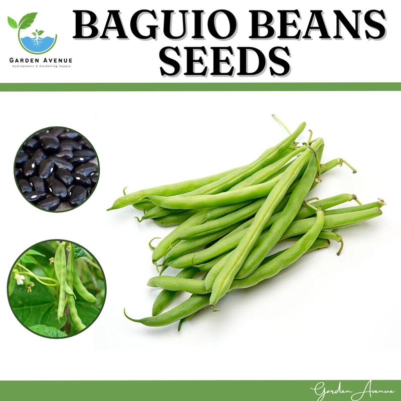 BAGUIO BEANS SEEDS (20pcs seeds) HYBRID/EASY TO GROW/HIGH YIELDING ...