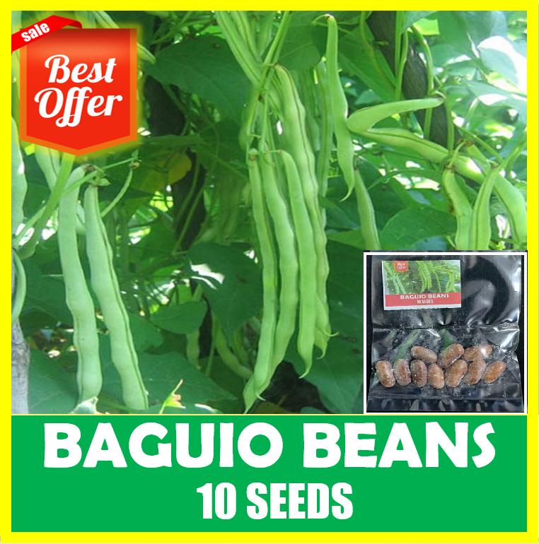 Farmchoice Baguio Beans Seeds Sulit Pack Ten (10) seeds - TikTok Shop ...