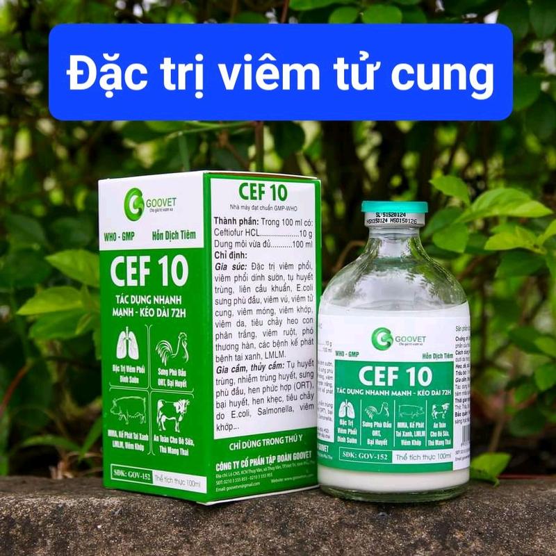 CEF 10 - Đặc trị viêm tử cung, ho_ hô hấp lâu ngày không khỏ - TikTok ...